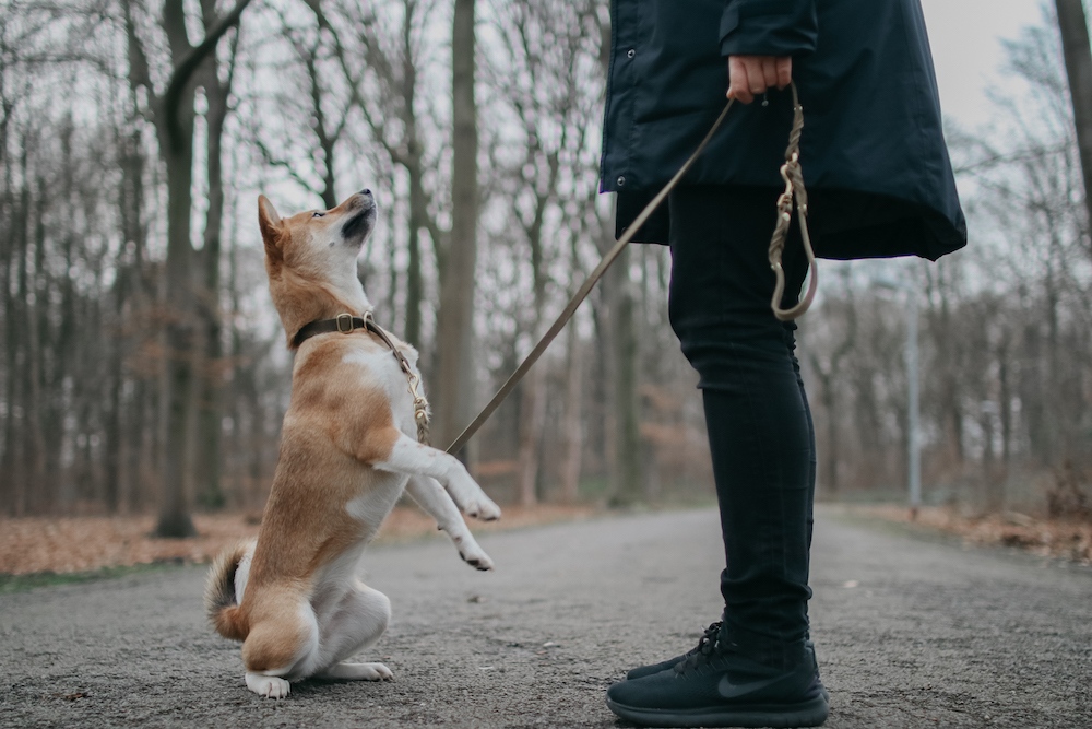 Spazieren gehen mit Hund in Bochum | Lottes Abenteuer